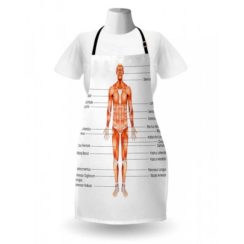 Human Anatomy Apron